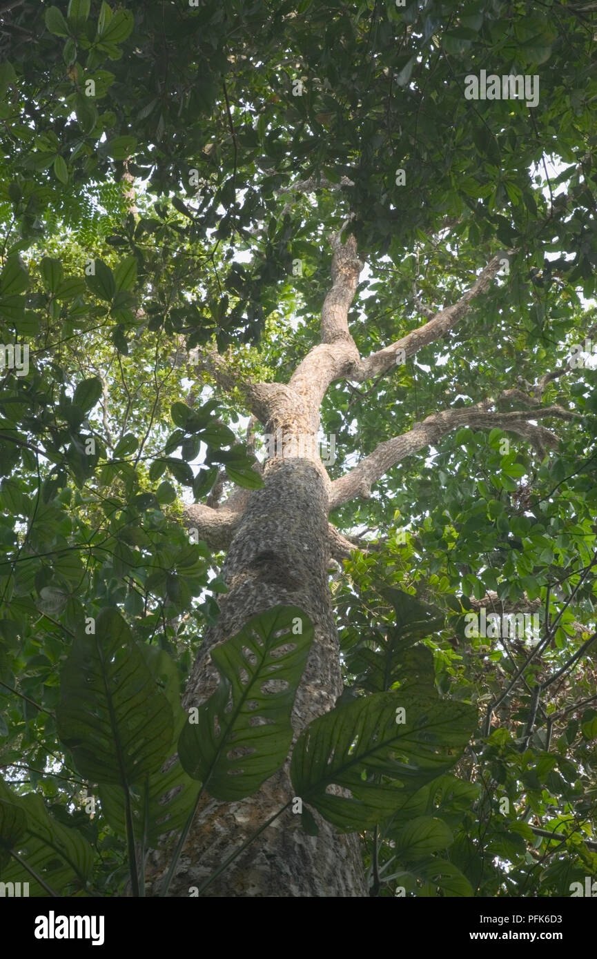 Bertholletia excelsa tree hi-res stock photography and images - Alamy