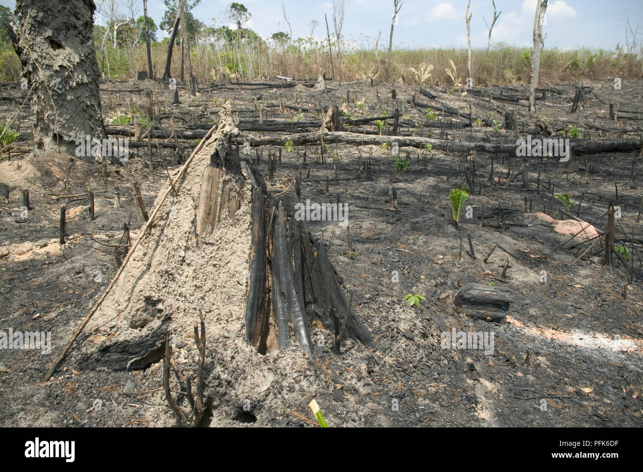 Brazil, Para, deforested patch of Amazon rainforest Stock Photo - Alamy