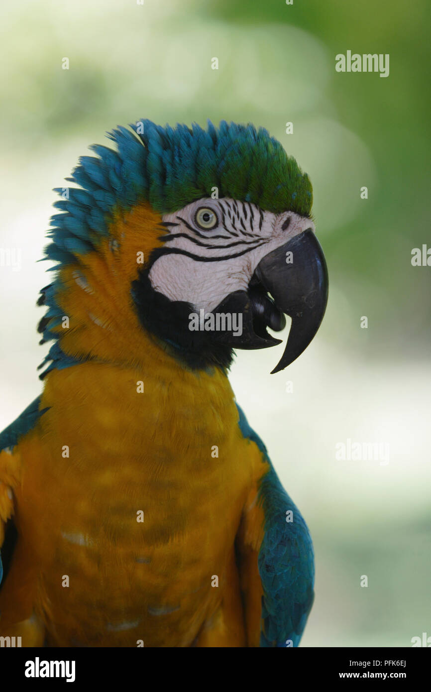 Gold and blue macaw (Ara ararauna) talking, side view Stock Photo - Alamy