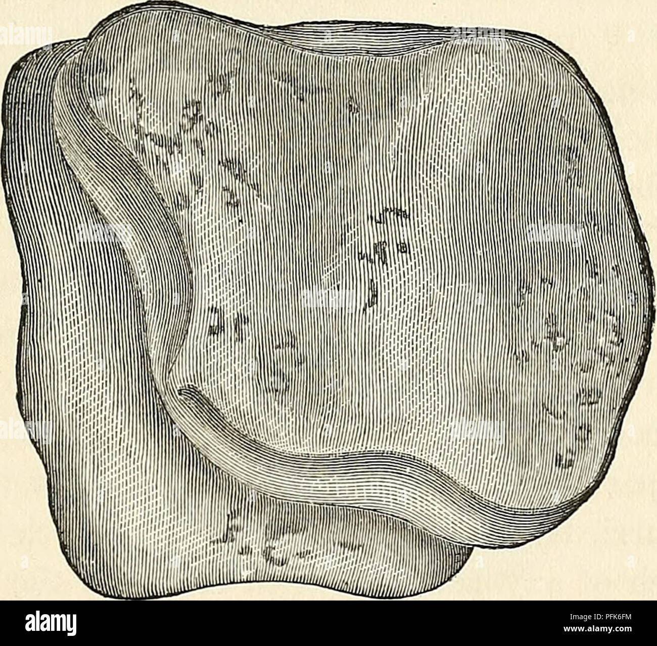 Spavin hi-res stock photography and images - Alamy