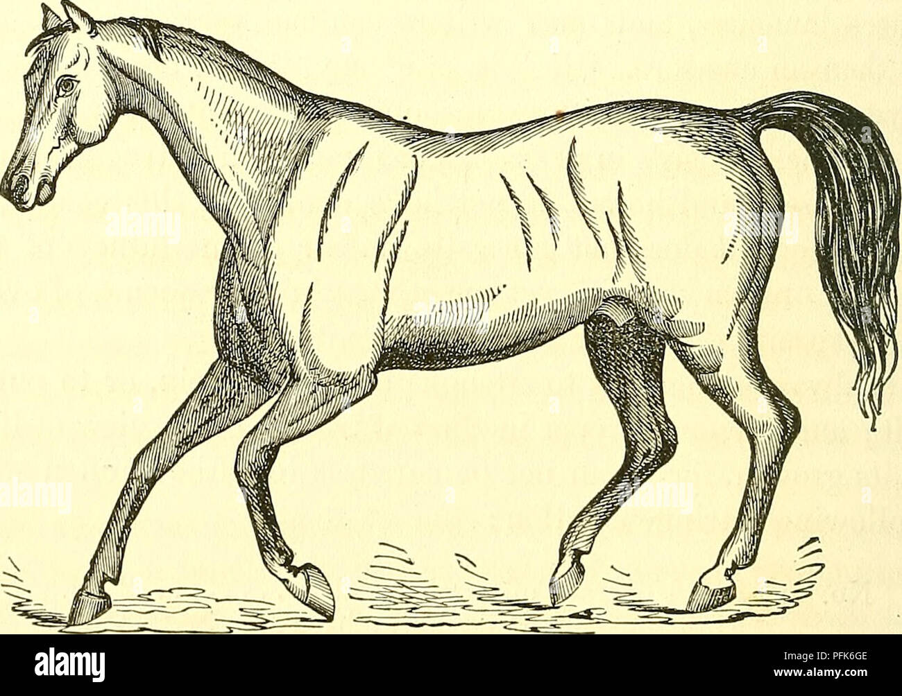 This veterinary text covers the medical condition known as Sweeny, a ...