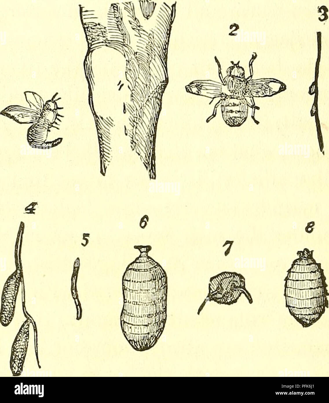 Bot flies hi-res stock photography and images - Alamy