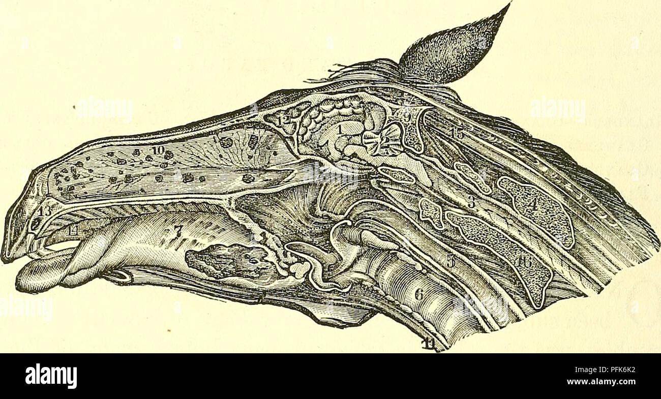 This image from 'Dadd’s Theory and Practice of Veterinary Medicine and ...