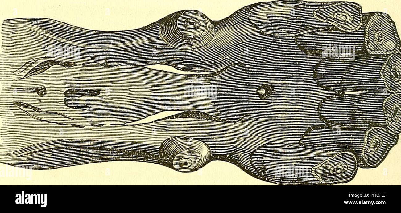 Tushes hi-res stock photography and images - Alamy