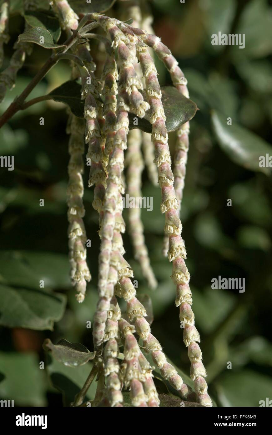 Garrya elliptica (Silk tassel bush), Inflorescence and leaves Stock ...
