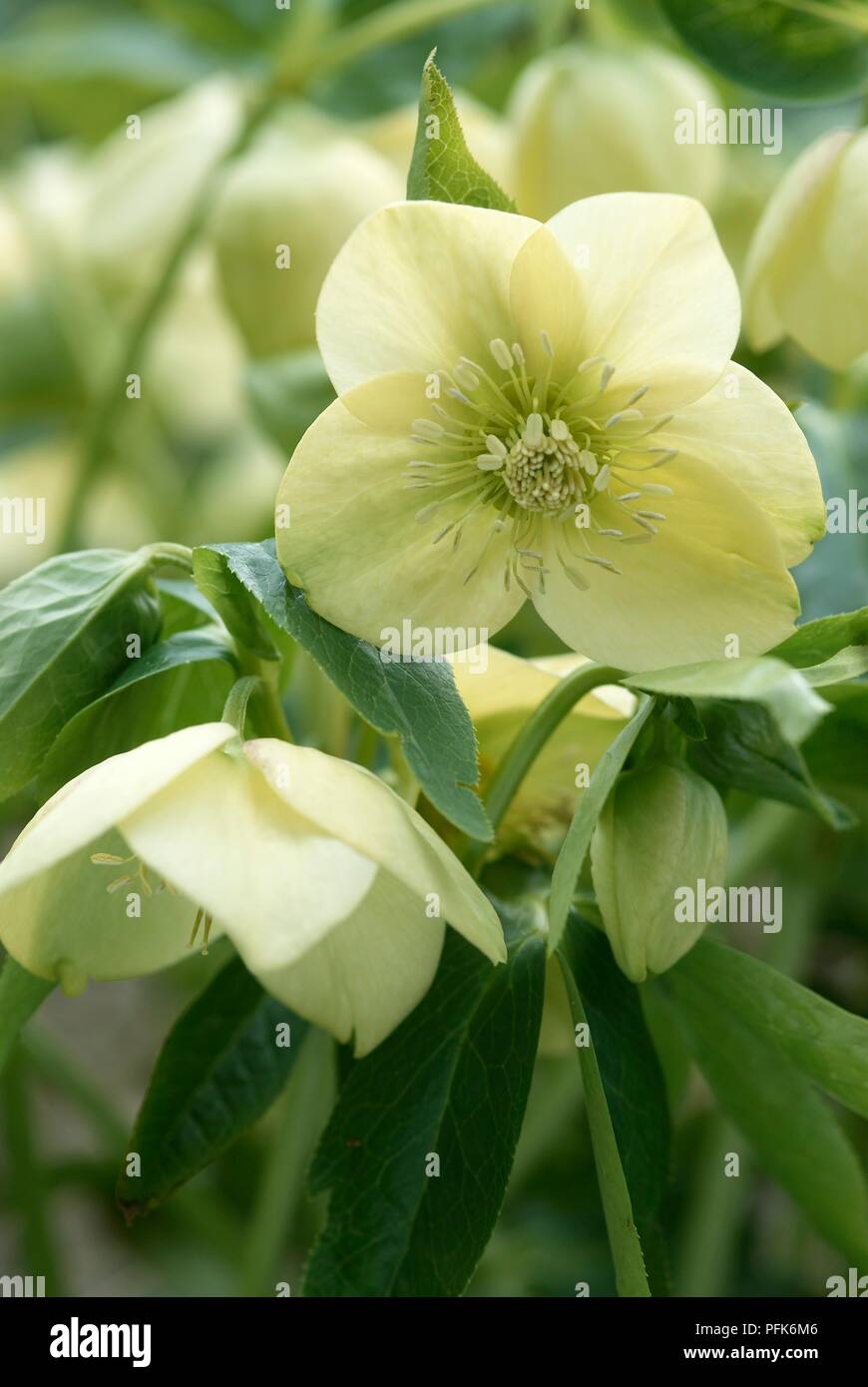 Hellebore flowers hi-res stock photography and images - Alamy
