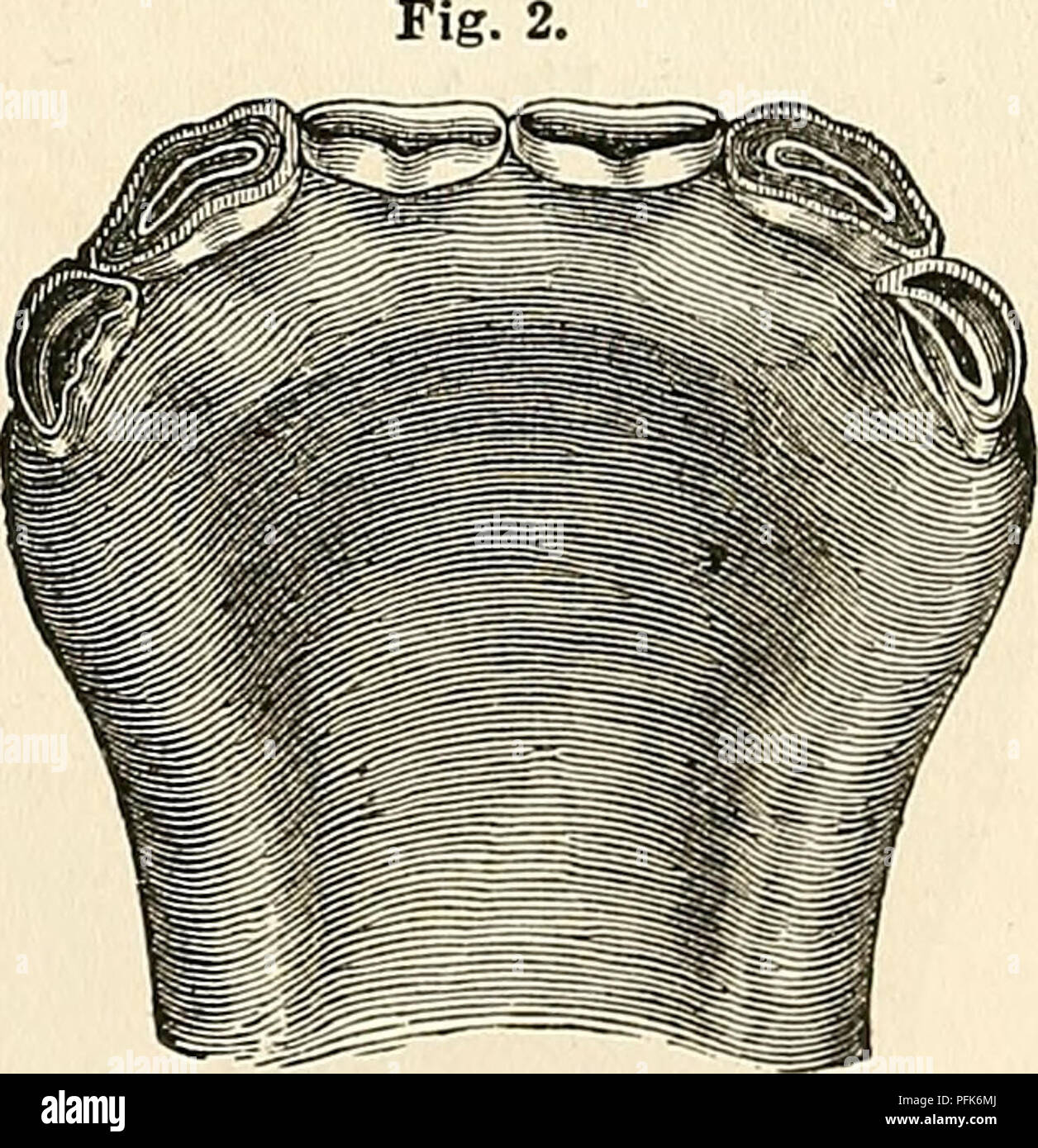 Tushes hi-res stock photography and images - Alamy