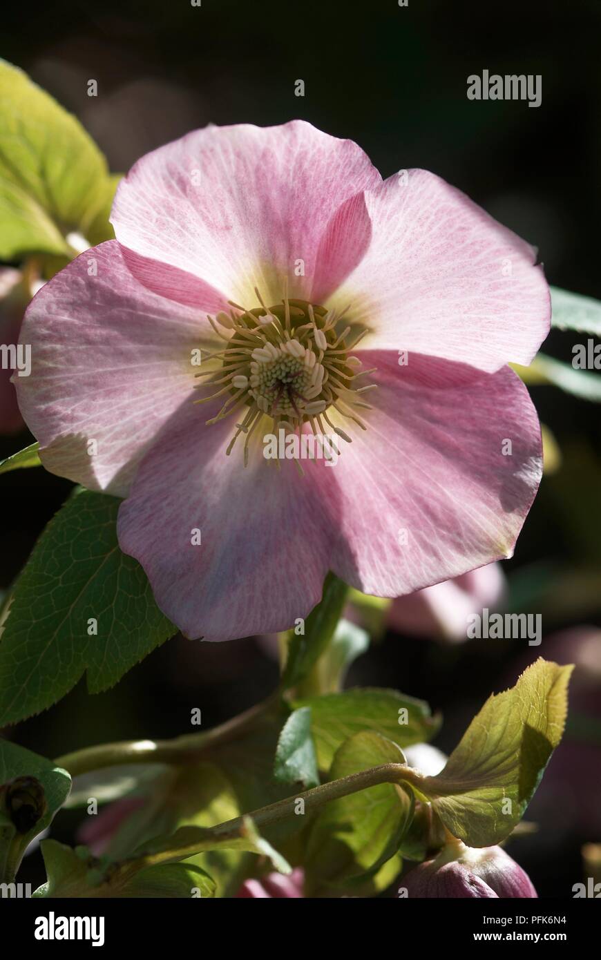 Close up hellebore flower hi-res stock photography and images - Alamy