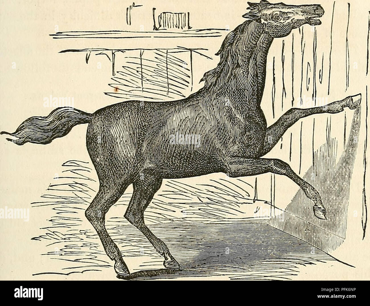 Scrofula hi-res stock photography and images - Alamy