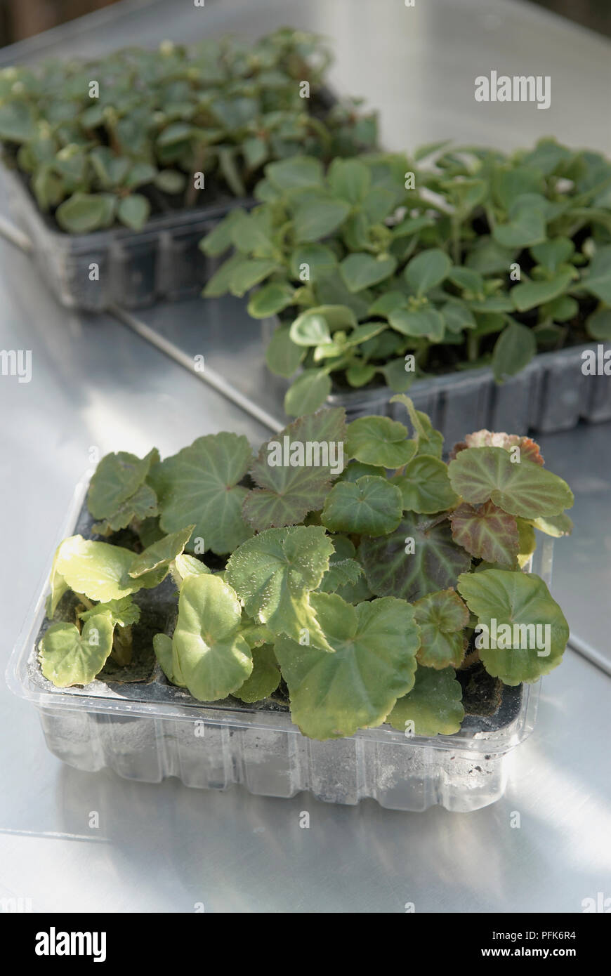 Tray of begonia plug plants hi-res stock photography and images - Alamy