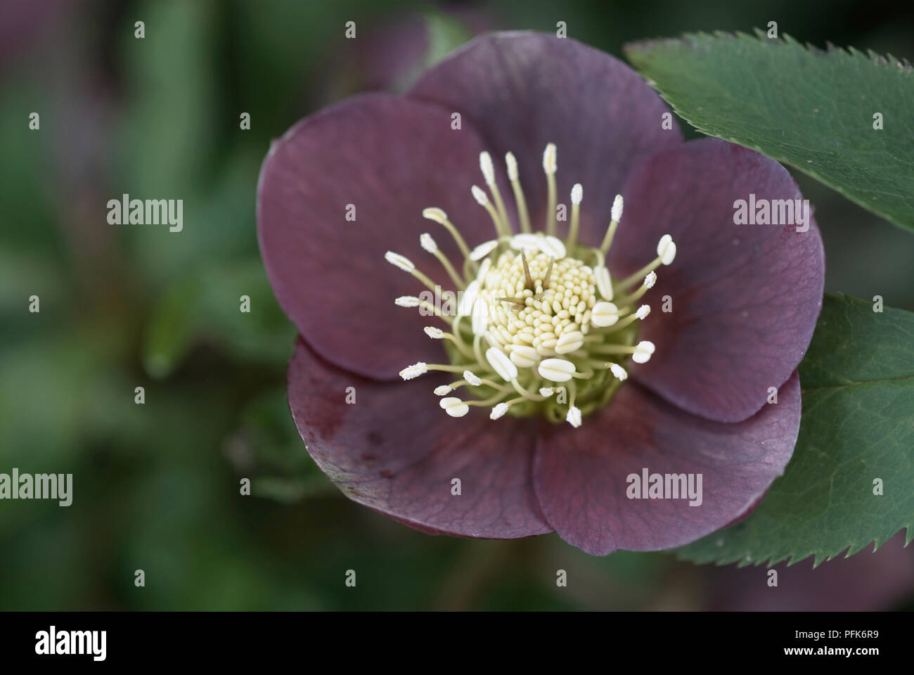 Helleborus Orientalis Blue Lady