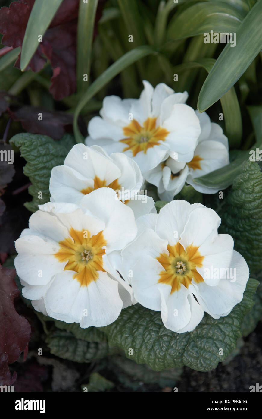 Primula x polyantha 'Pacific Giants' (Primrose), white flower heads ...