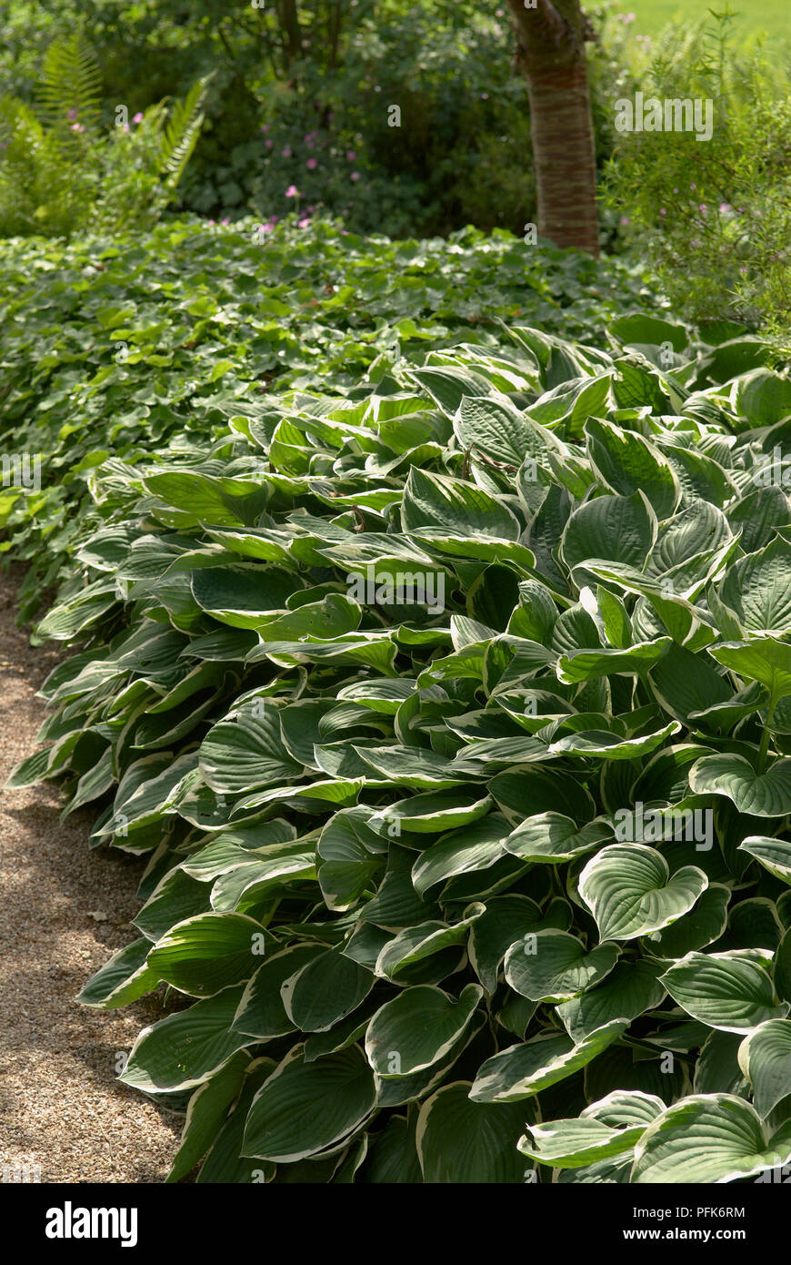Hostas bordering garden path, close-up Stock Photo - Alamy