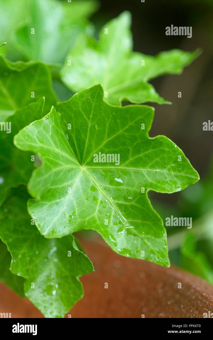 Lobed leaf shape hi-res stock photography and images - Alamy