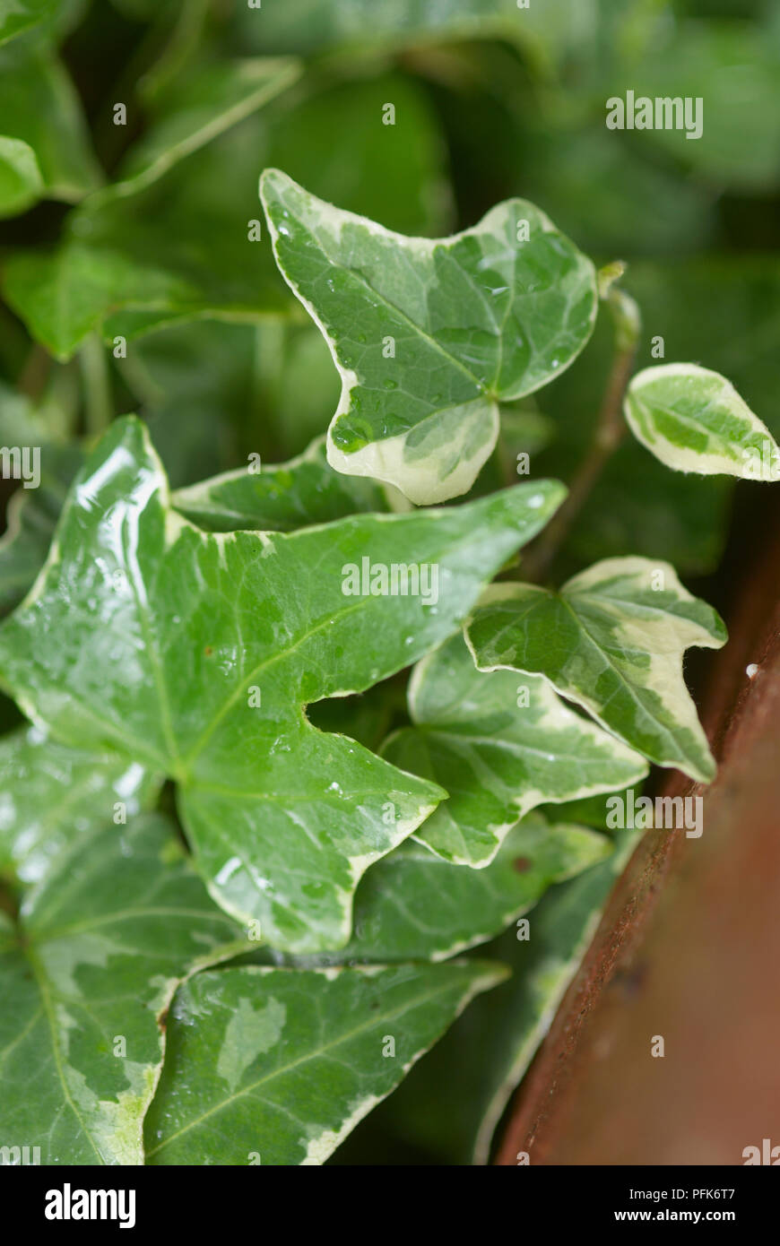 Leaves from Hedera helix 'Goldchild' (Ivy), close-up Stock Photo - Alamy