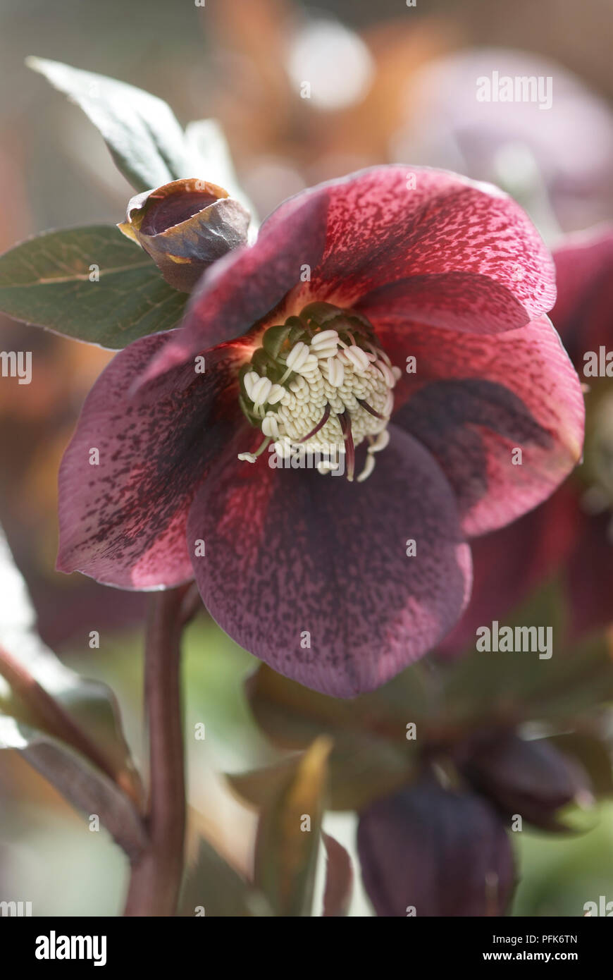 Helleborus 'Orientalis' (Hellebore), purple-pink flower head with ...