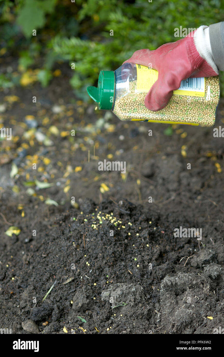 Hand sprinkling fertiliser over soil, close-up Stock Photo - Alamy