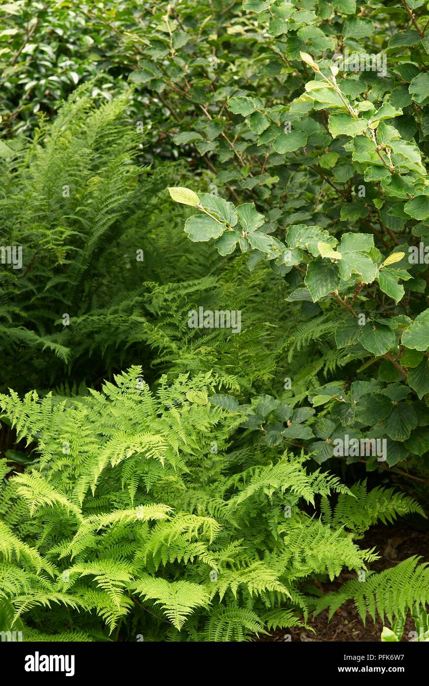 Dense planting hi-res stock photography and images - Alamy