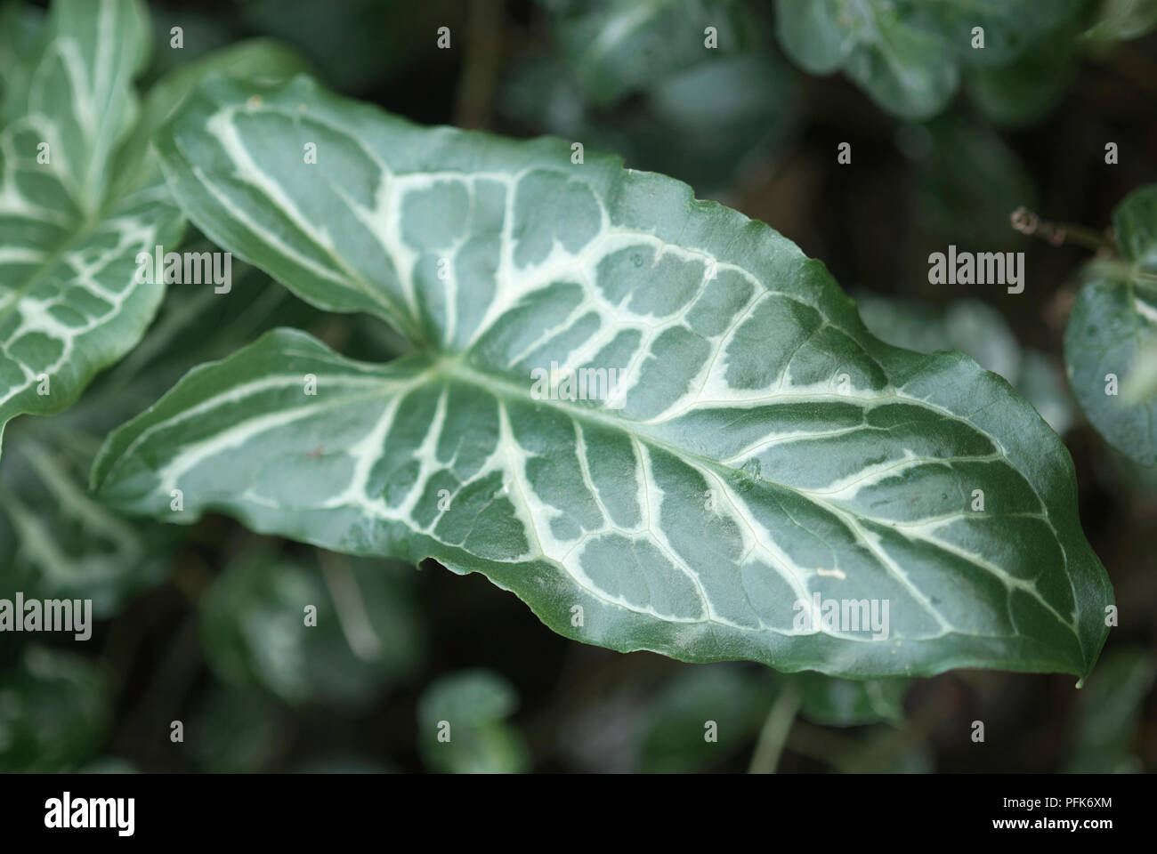 Arum italicum (Italian Lords-and-Ladies), close-up of sagittate ...