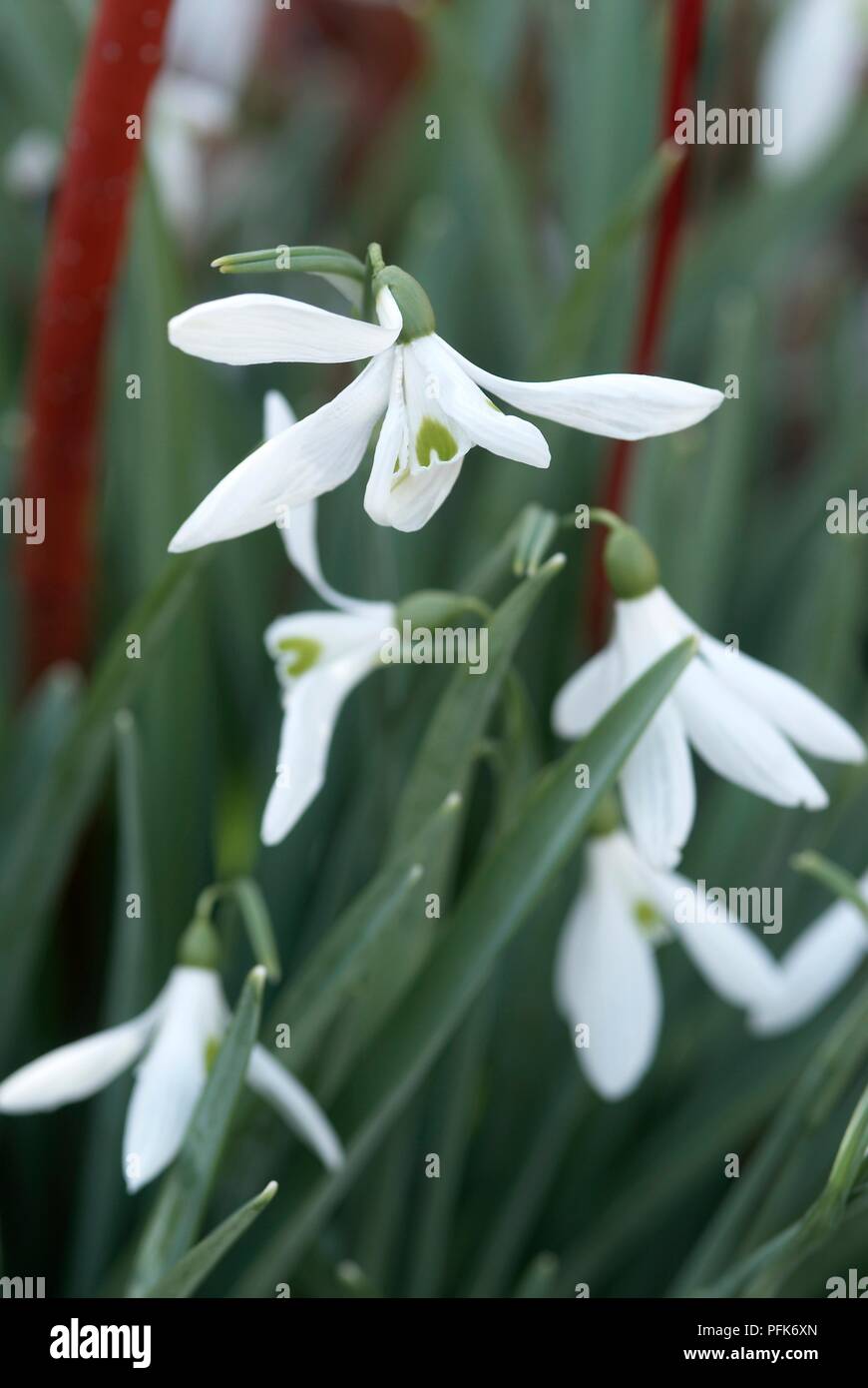 Galanthus 'S Arnott' (Snowdrop), white flowers and green leaves, close ...