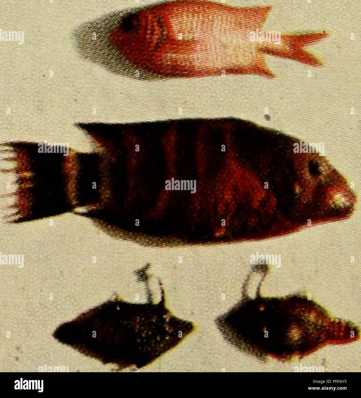 This marine biology expedition, conducted by the Italian National ...