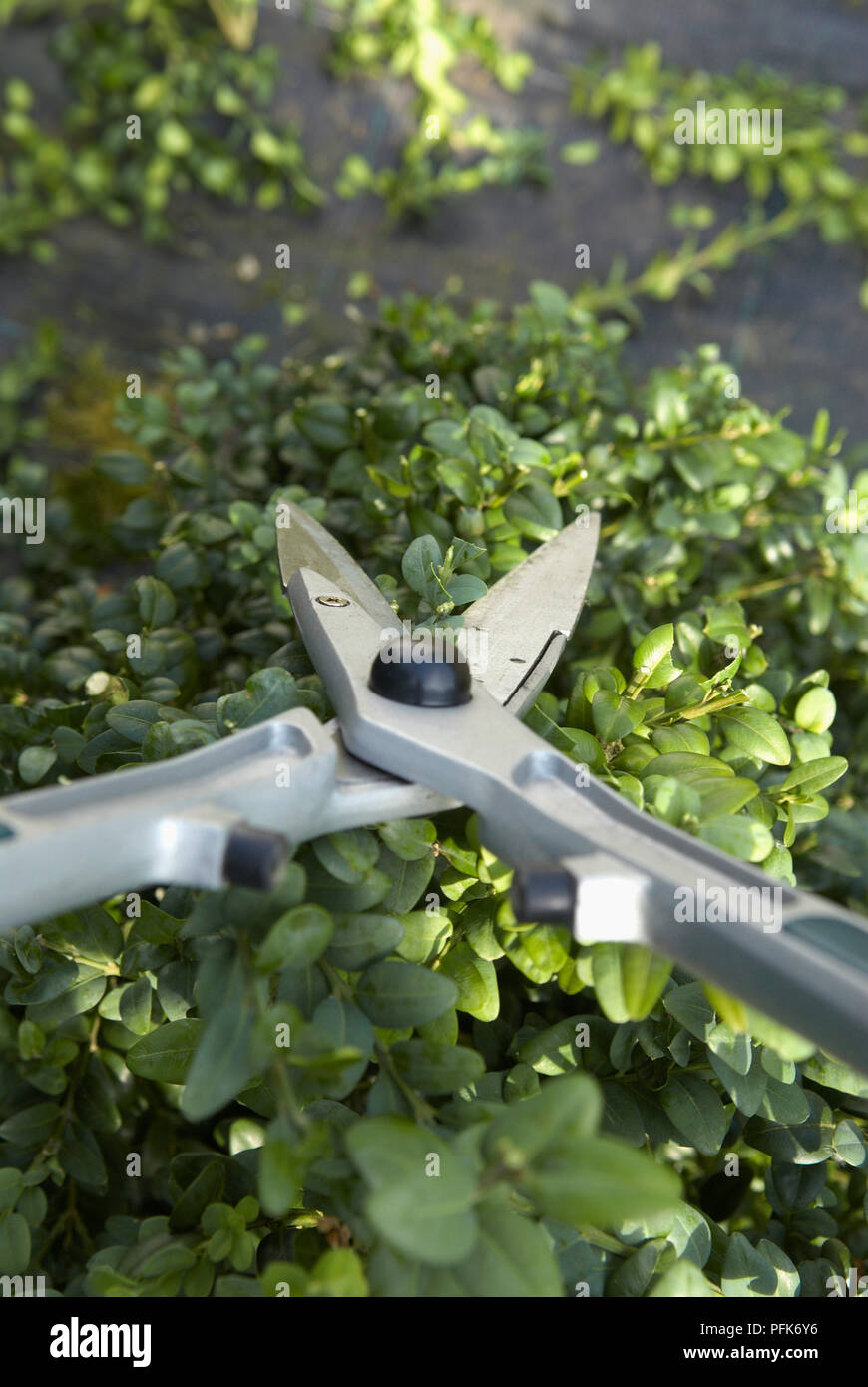 Cutting Buxus (box hedge) using pruning shears Stock Photo - Alamy