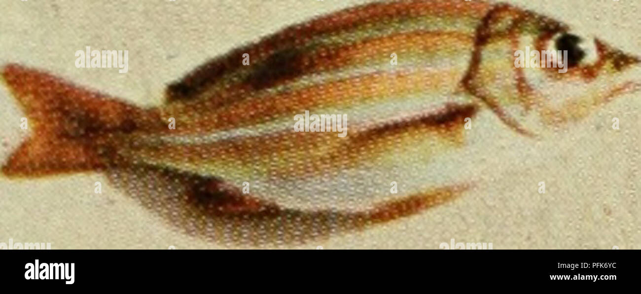 A report on the Italian National Underwater Expedition in the Red Sea ...