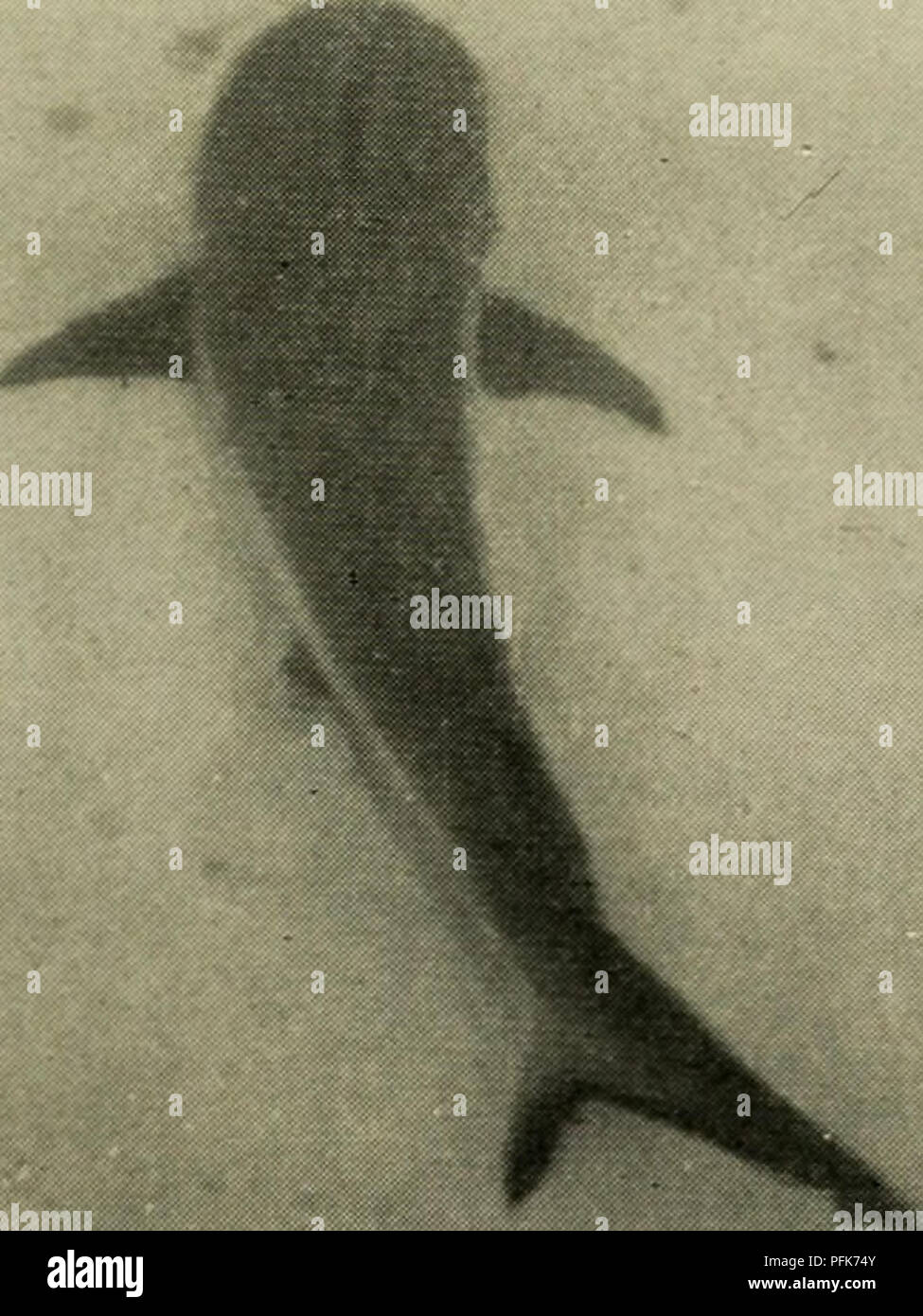 This account of the Italian National Underwater Expedition details ...