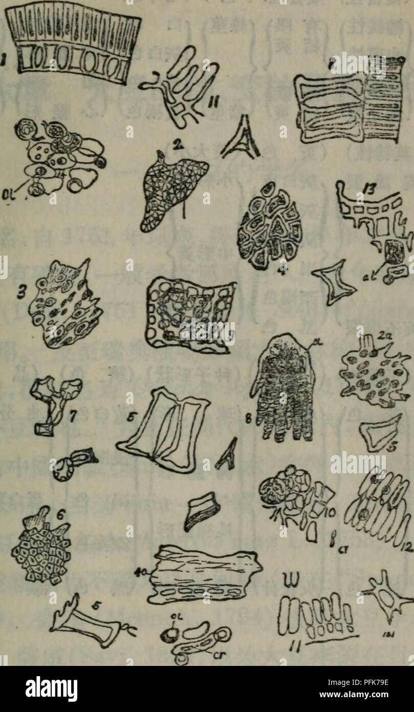 This botanical illustration displays a plant species with unique ...