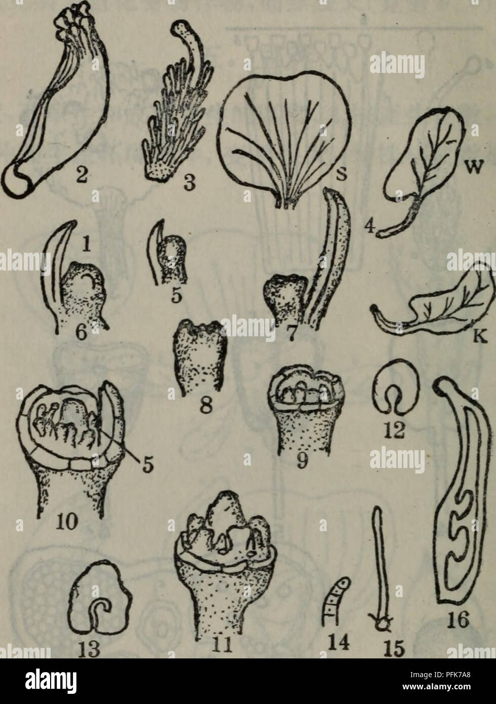 This Chinese botanical reference showcases a variety of plant species ...