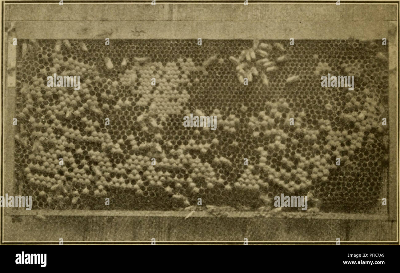 The Dadant system of beekeeping emphasizes managing comb production in ...