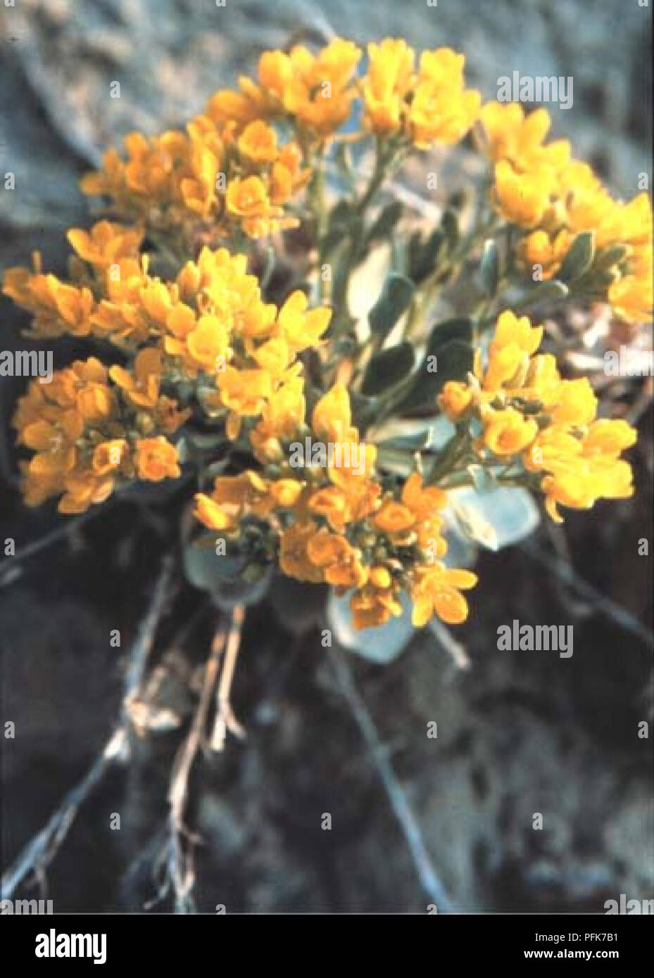Physaria brassicoides hi-res stock photography and images - Alamy