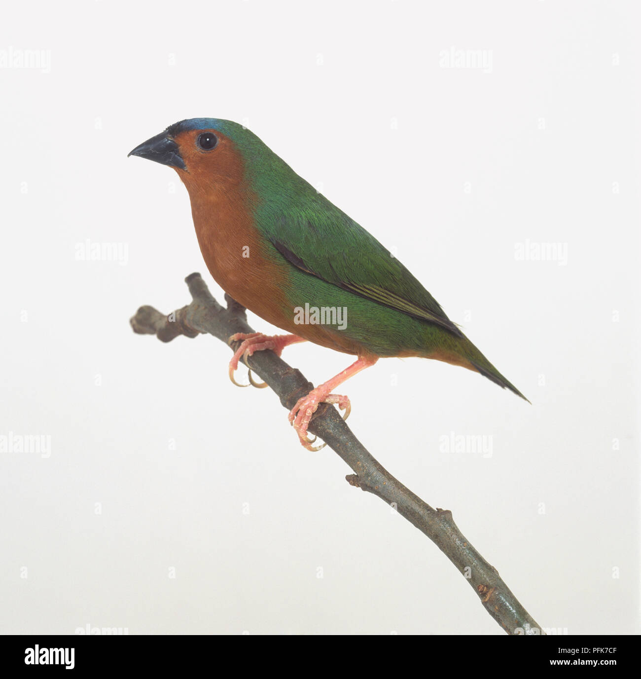 Parrotfinch hi-res stock photography and images - Alamy
