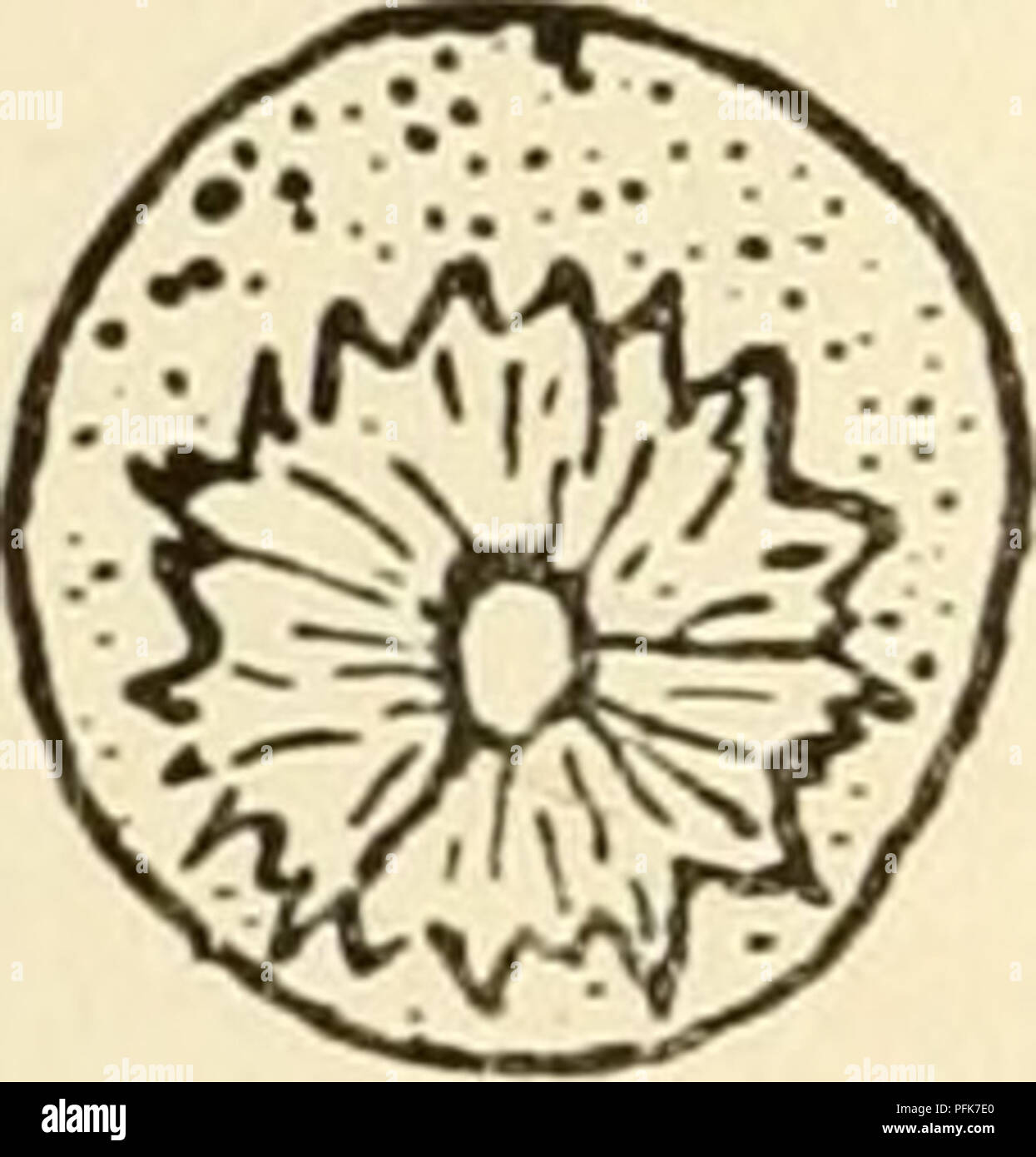 This figure from *The Cytoplasm of the Plant Cell* by Alexandre ...