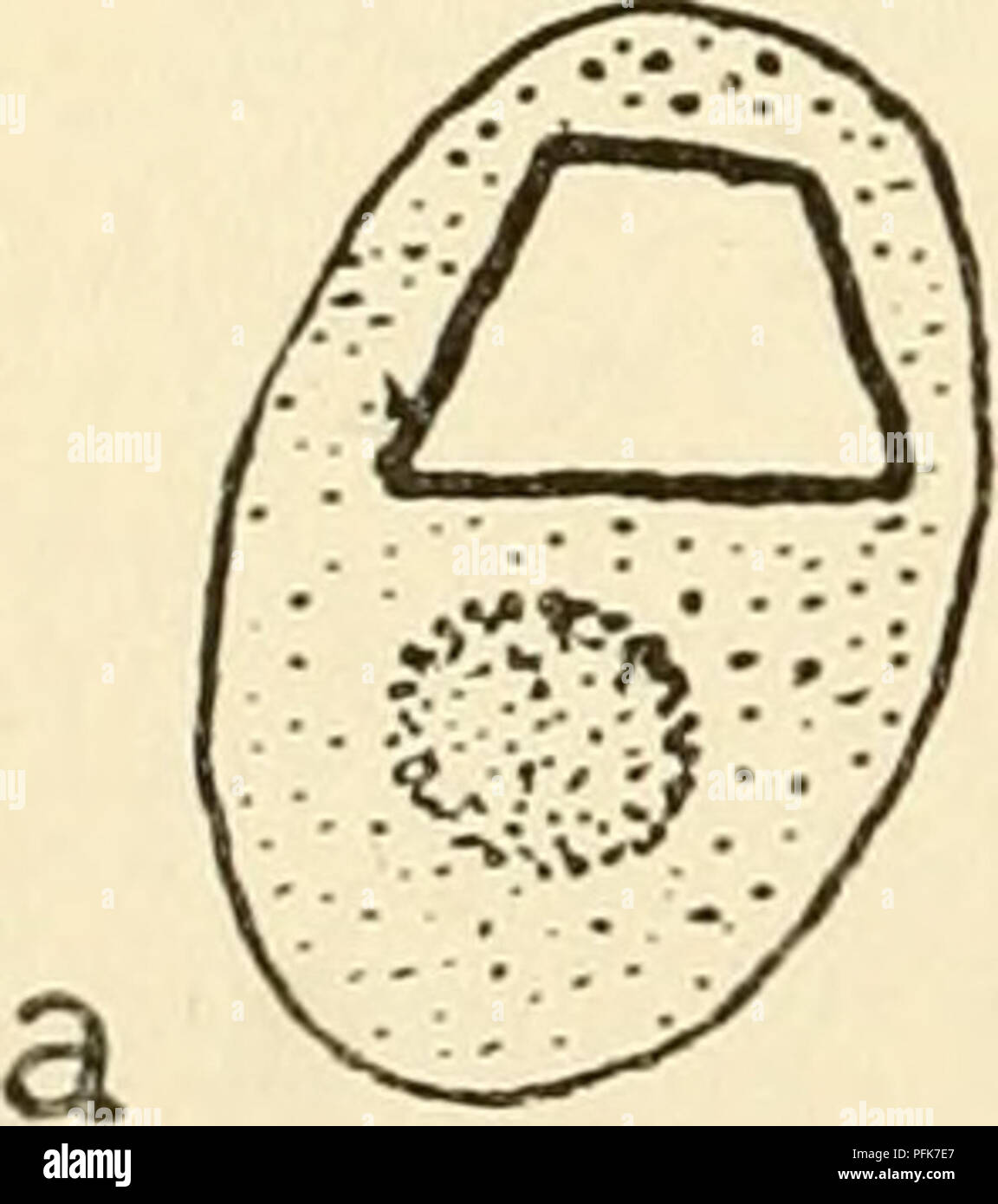 This work examines the structure and function of the plant cell ...