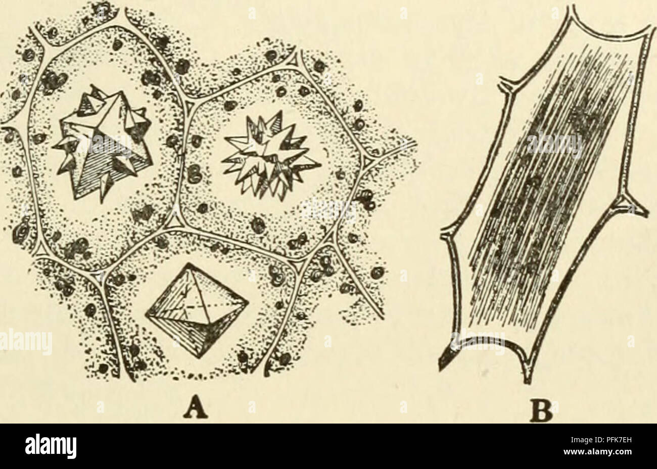 This work investigates the cytoplasm of plant cells, focusing on the ...