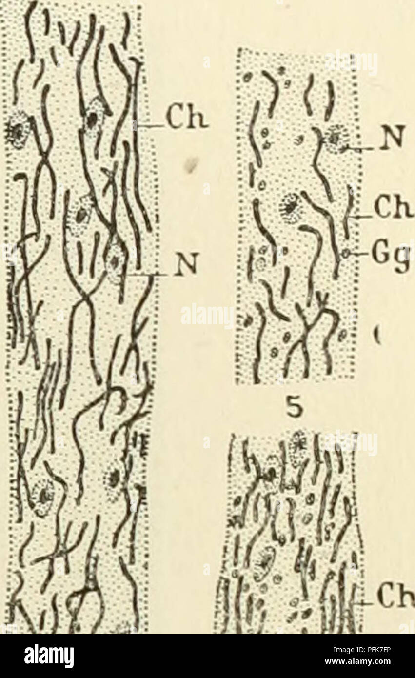The image illustrates plant cell cytoplasm from Dematium and ...