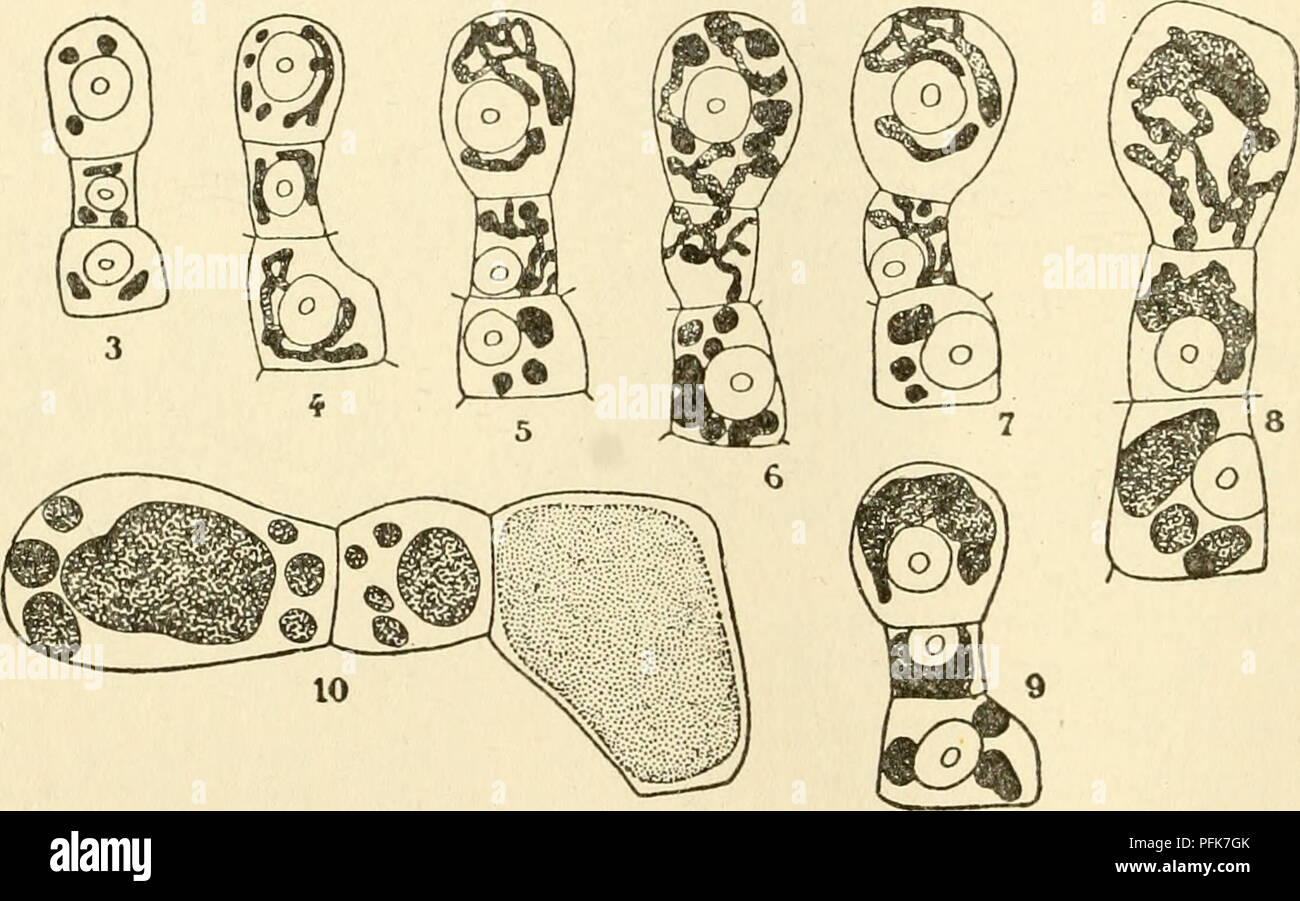 . The cytoplasm of the plant cell. Plant cells and tissues; Protoplasm ...