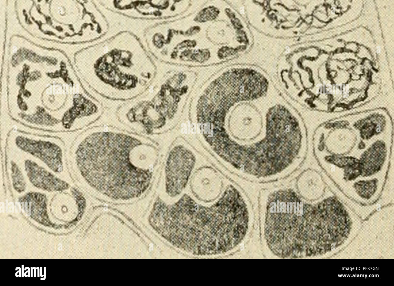 This study focuses on the cytoplasm of plant cells, exploring the ...