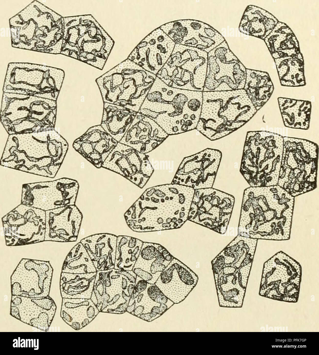 Tannin cell hi-res stock photography and images - Alamy