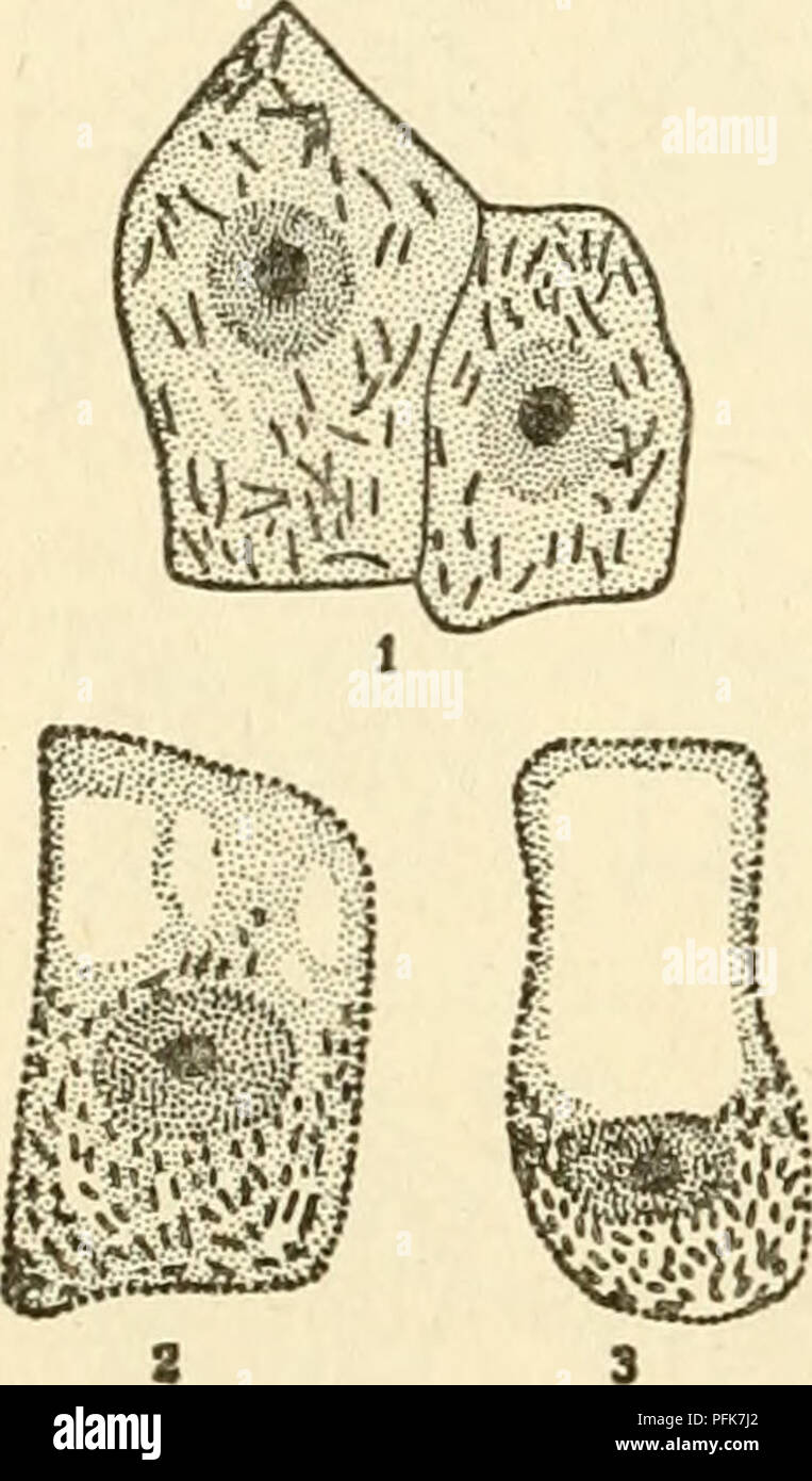 . The cytoplasm of the plant cell. Plant cells and tissues; Protoplasm ...