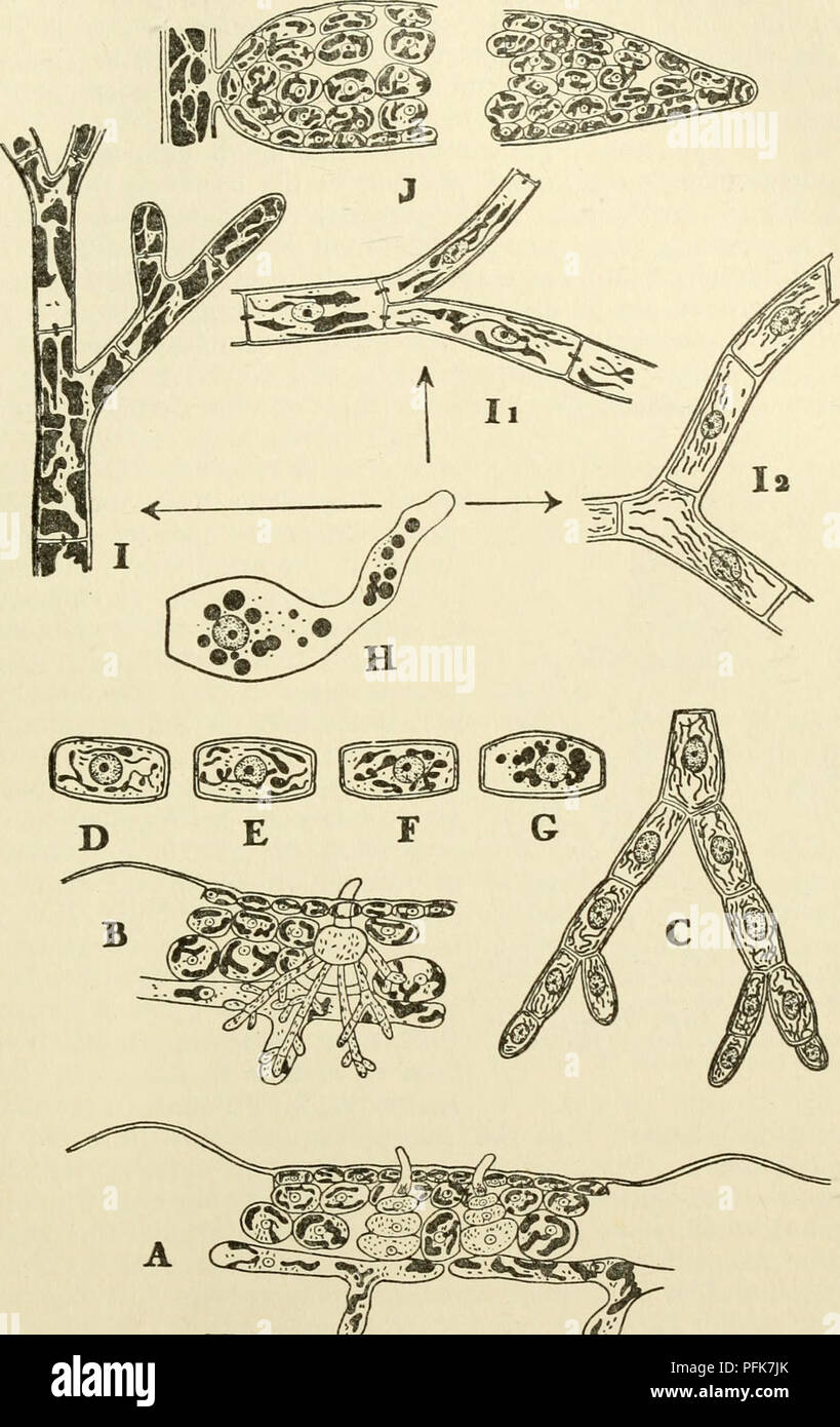 This study on plant cell cytoplasm focuses on the structure and ...