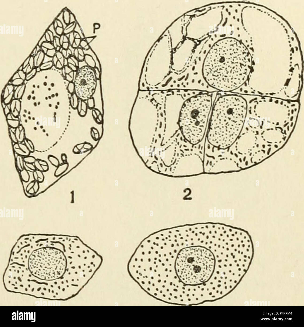 This chapter discusses the cytoplasm of plant cells, focusing on the ...