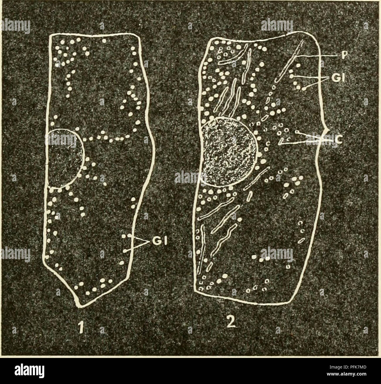 This text explores the role of cytoplasm and protoplasm within plant ...