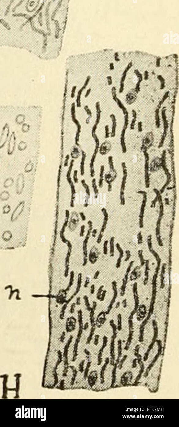 . The cytoplasm of the plant cell. Plant cells and tissues; Protoplasm ...