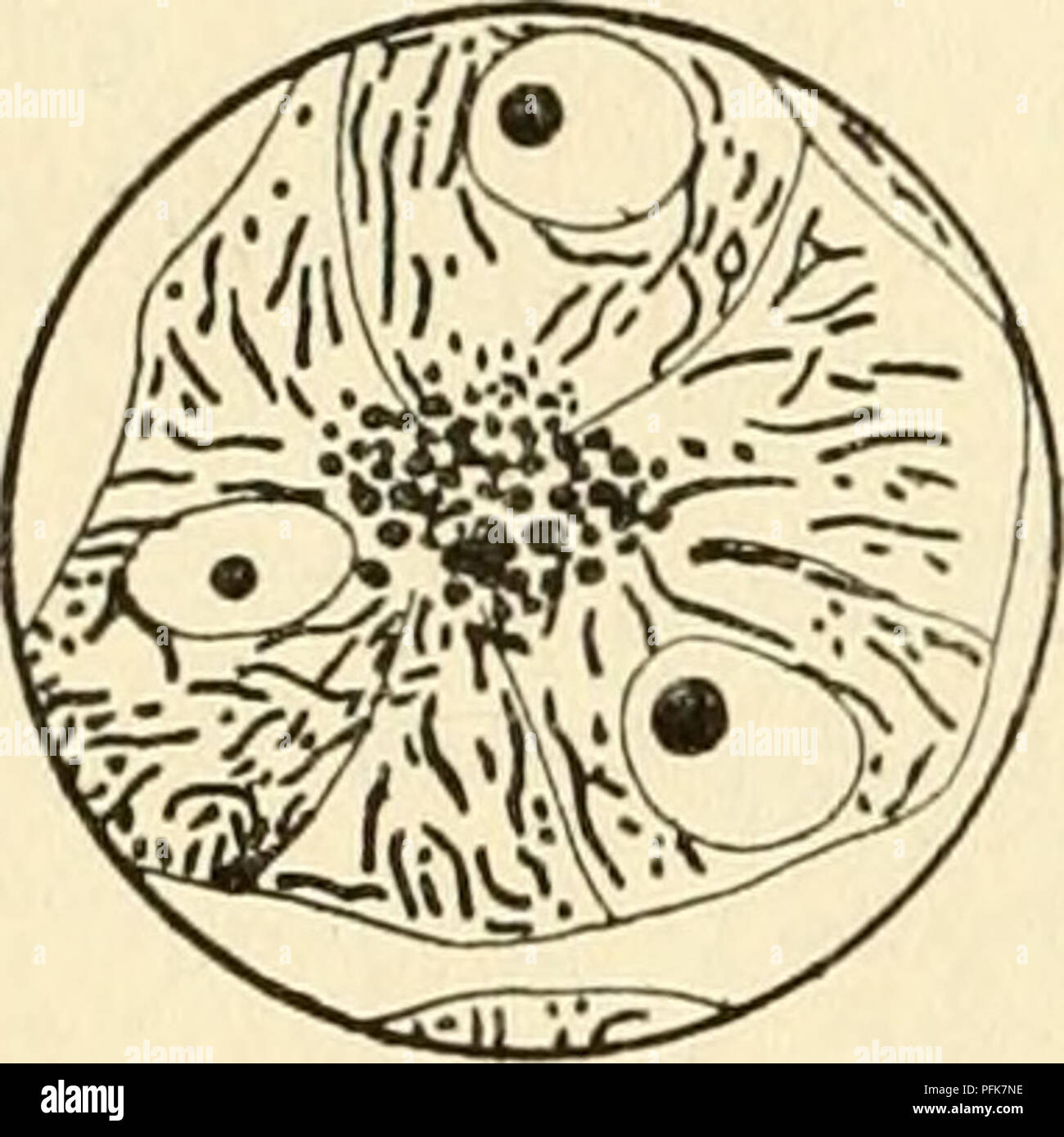 This work by Guilliermond and Atkinson discusses the structure and ...
