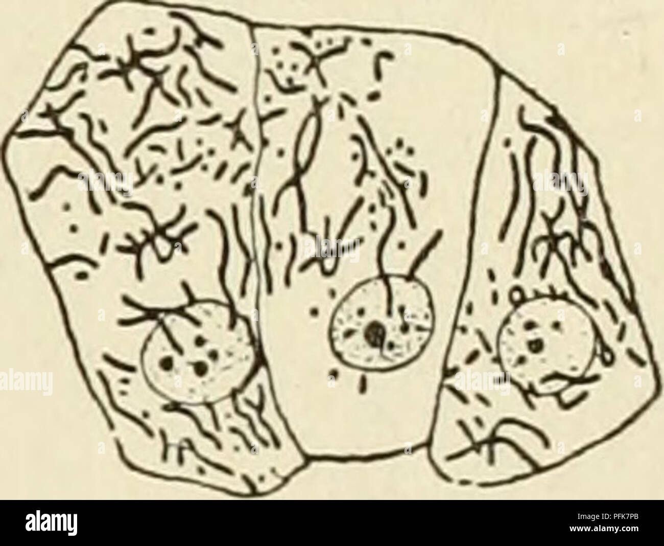 Mitochondria liver cell hi-res stock photography and images - Alamy