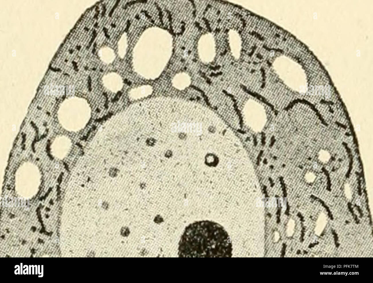 Amyloplasts cell hi-res stock photography and images - Alamy