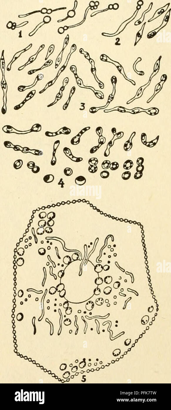 Starch granules in plant cells hi-res stock photography and images - Alamy