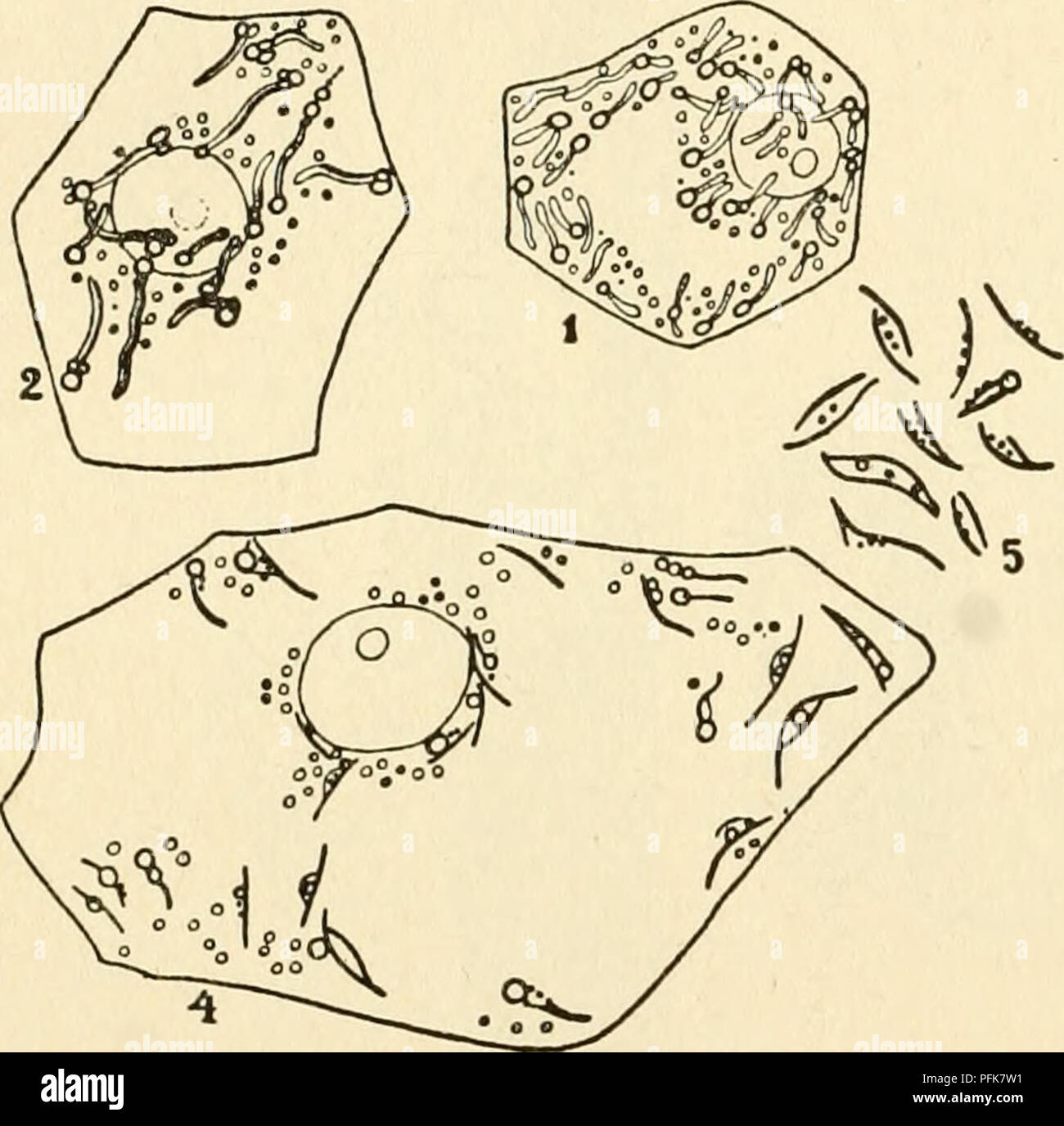 . The cytoplasm of the plant cell. Plant cells and tissues; Protoplasm ...
